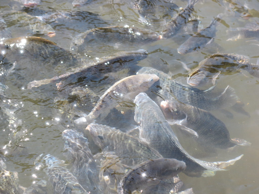 Wild Fish in Feed - SeaChoice